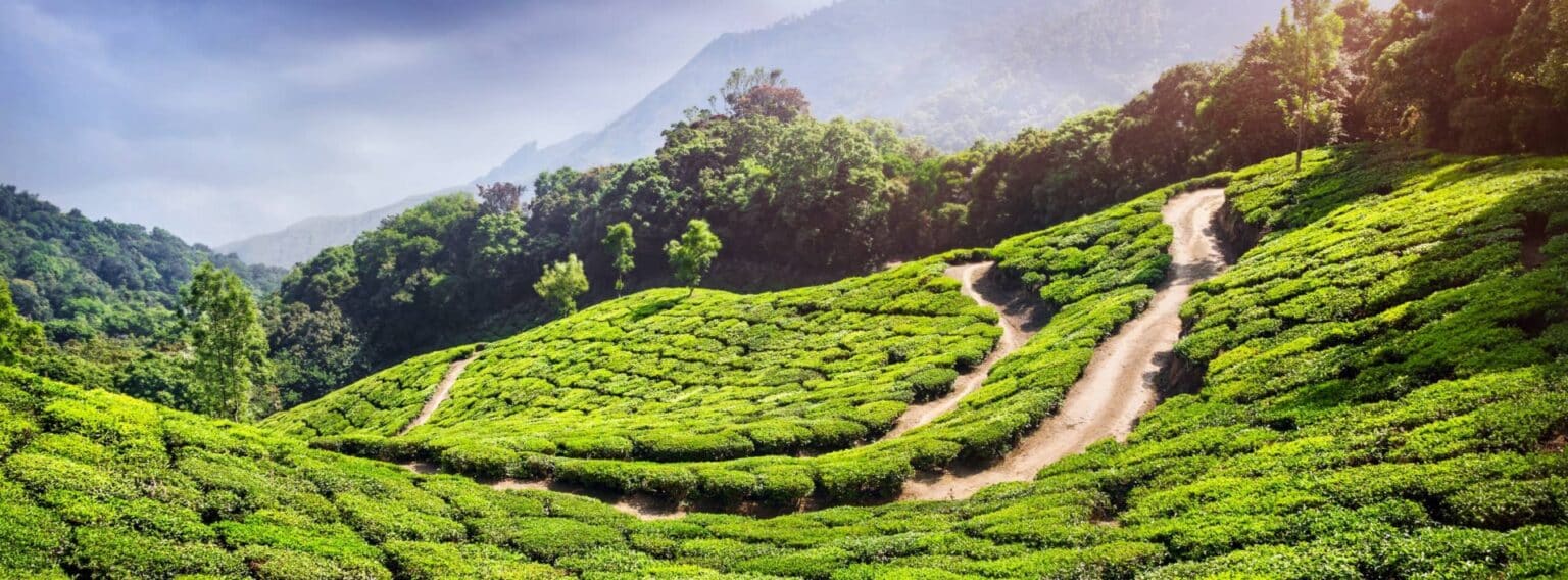 Careers - Harris Tea Company