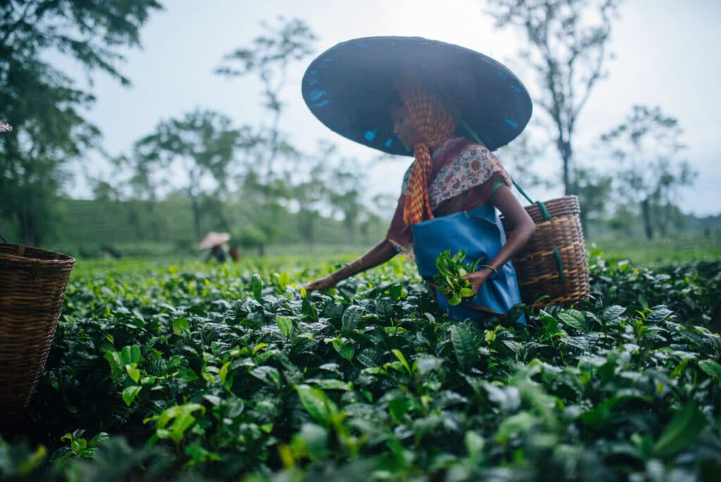 About Us - Harris Tea Company